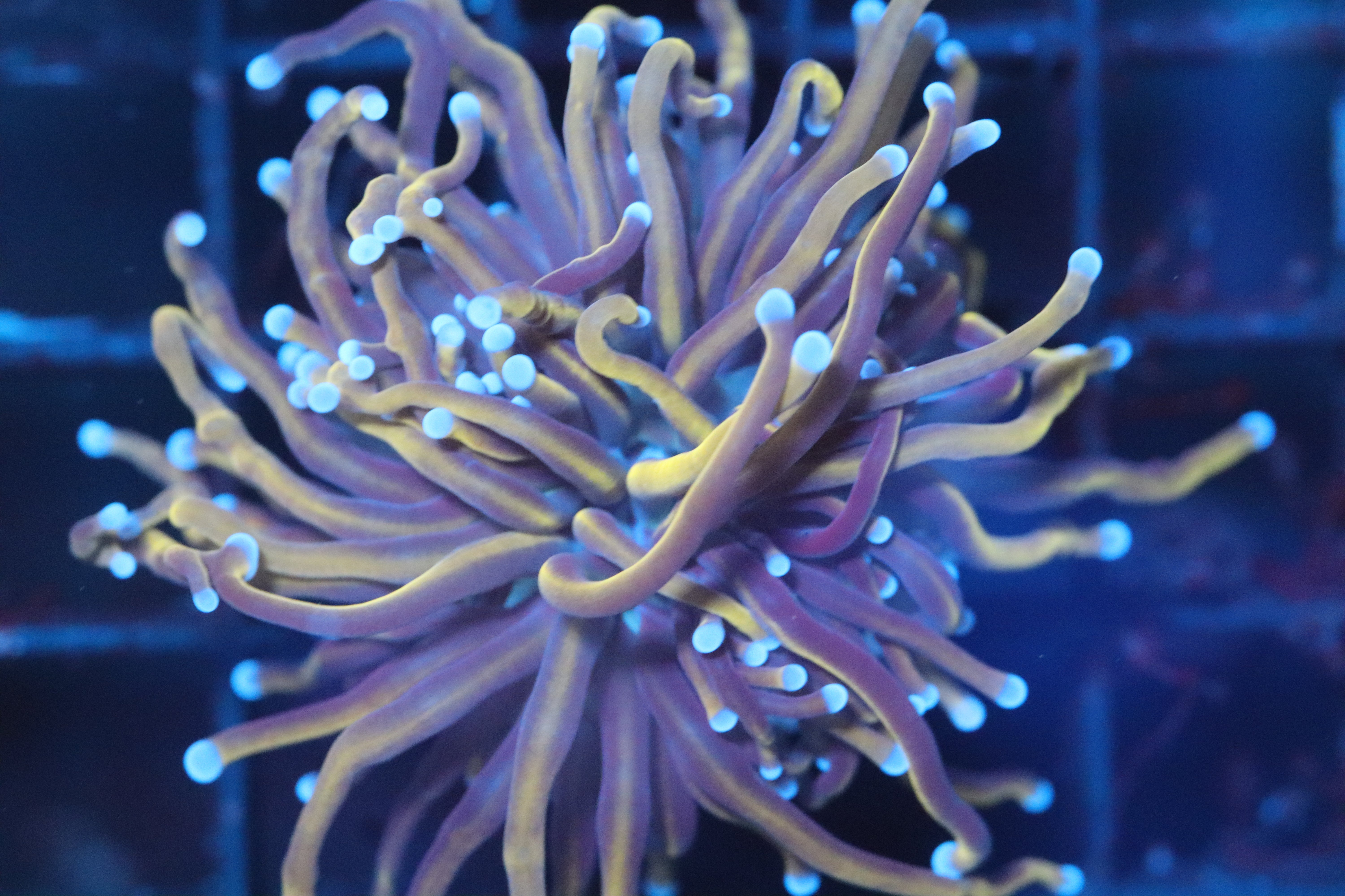 Rapunzel Torch (7) – NYAquatic