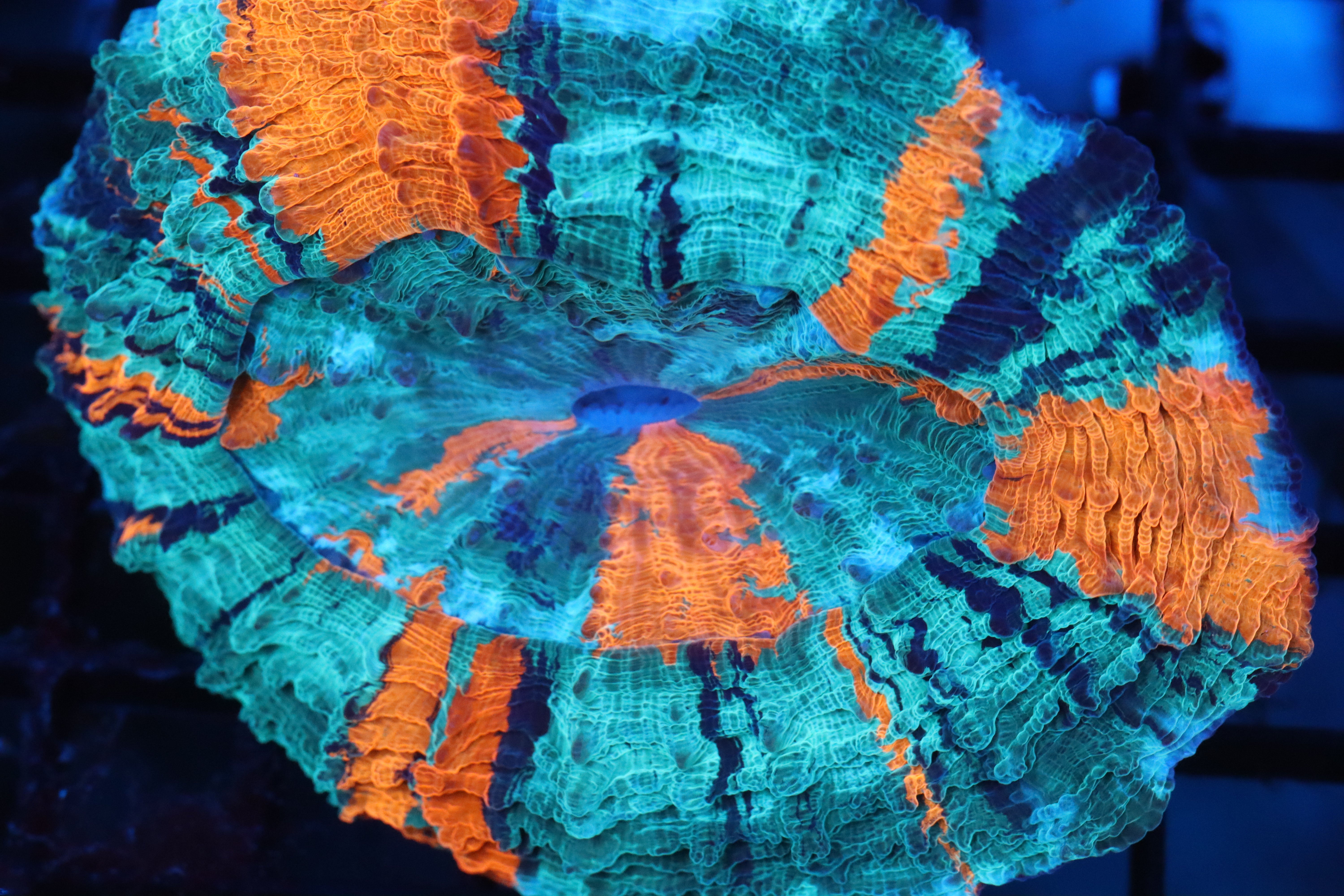 Orange Acantho (63) – NYAquatic