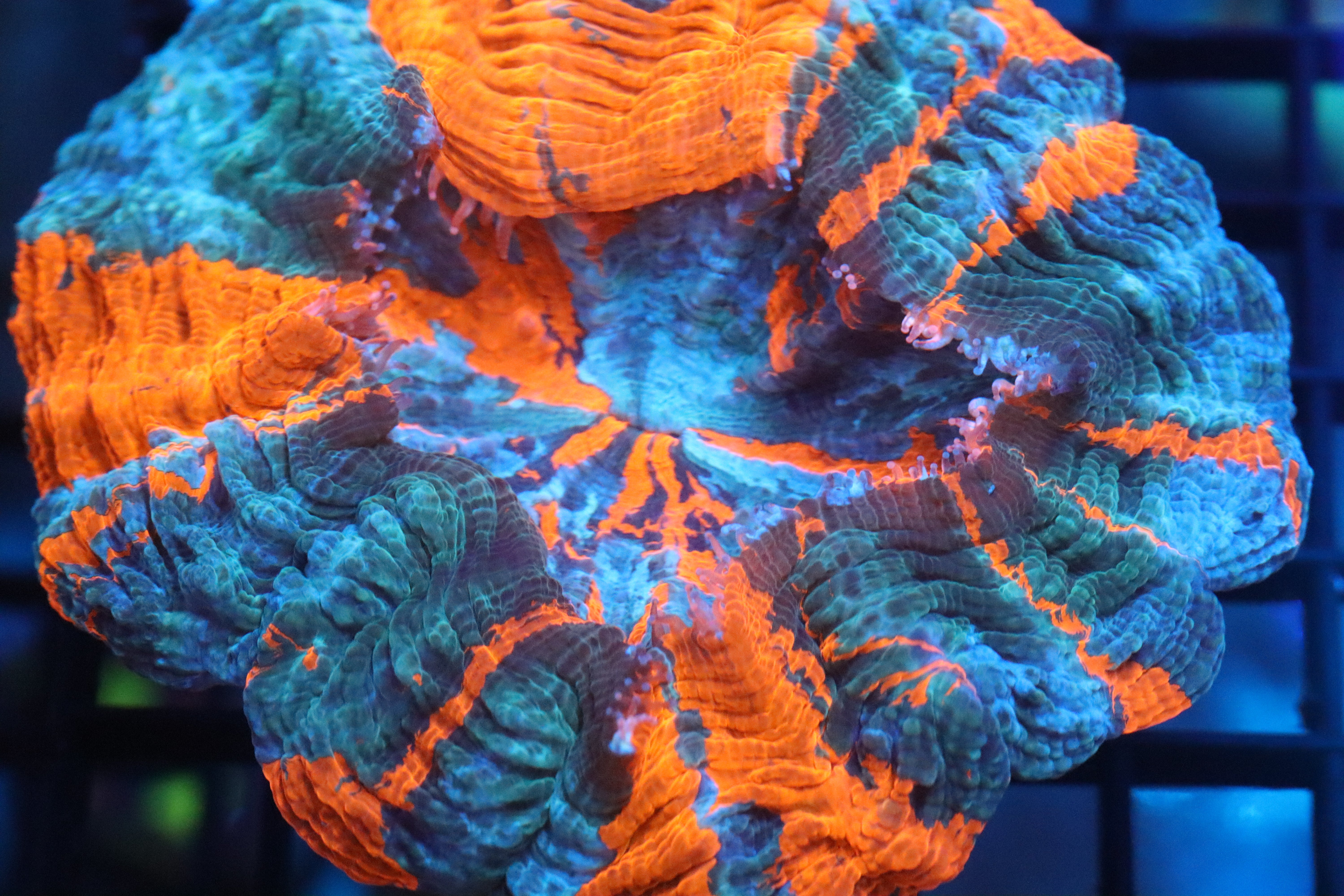 Green Aussie Acantho – NYAquatic