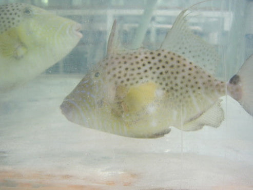 Golden Heart Trigger | Balistes punctatus (3-4”) – NYAquatic