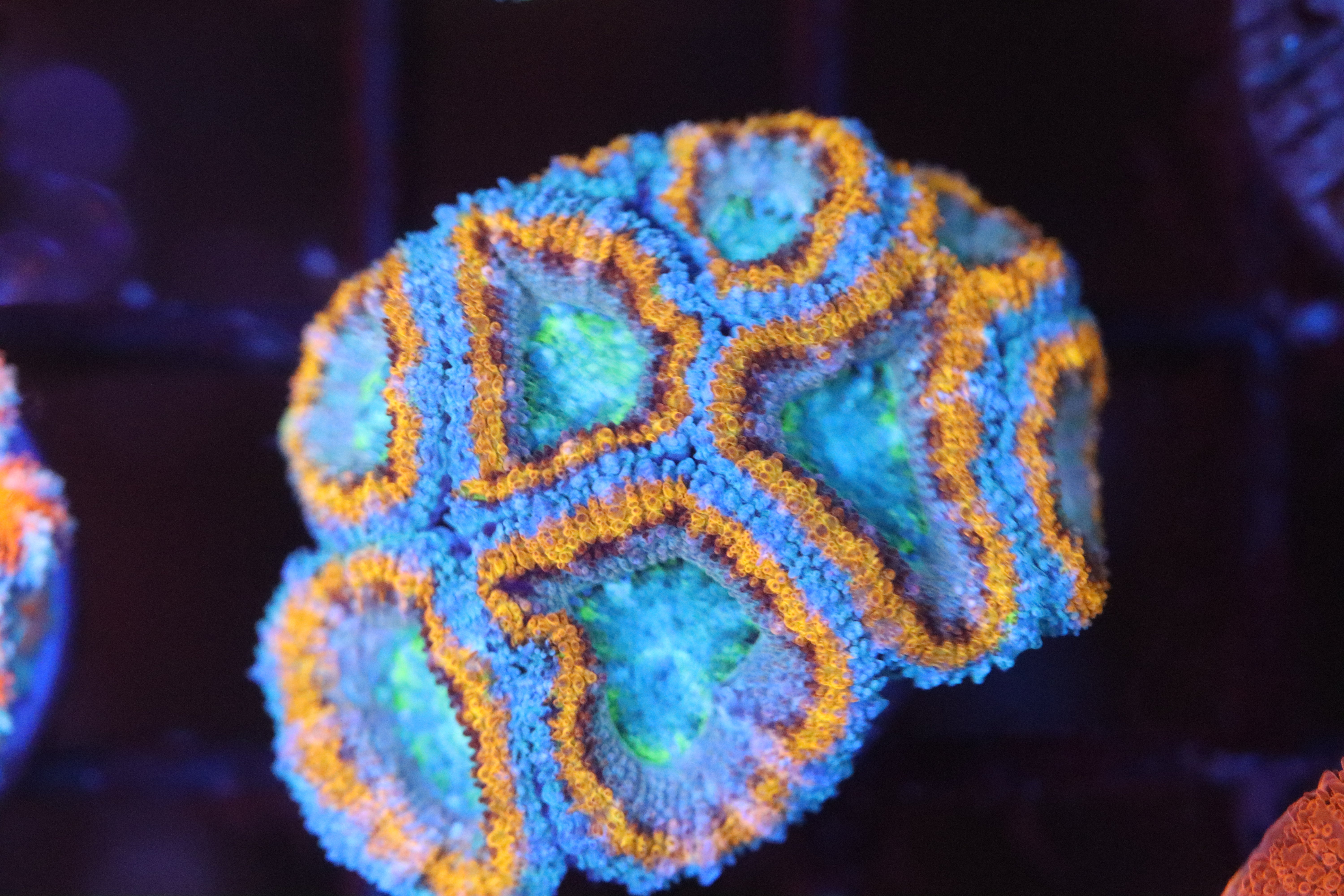 Kaleidoscope Micromussa (A75) – NYAquatic