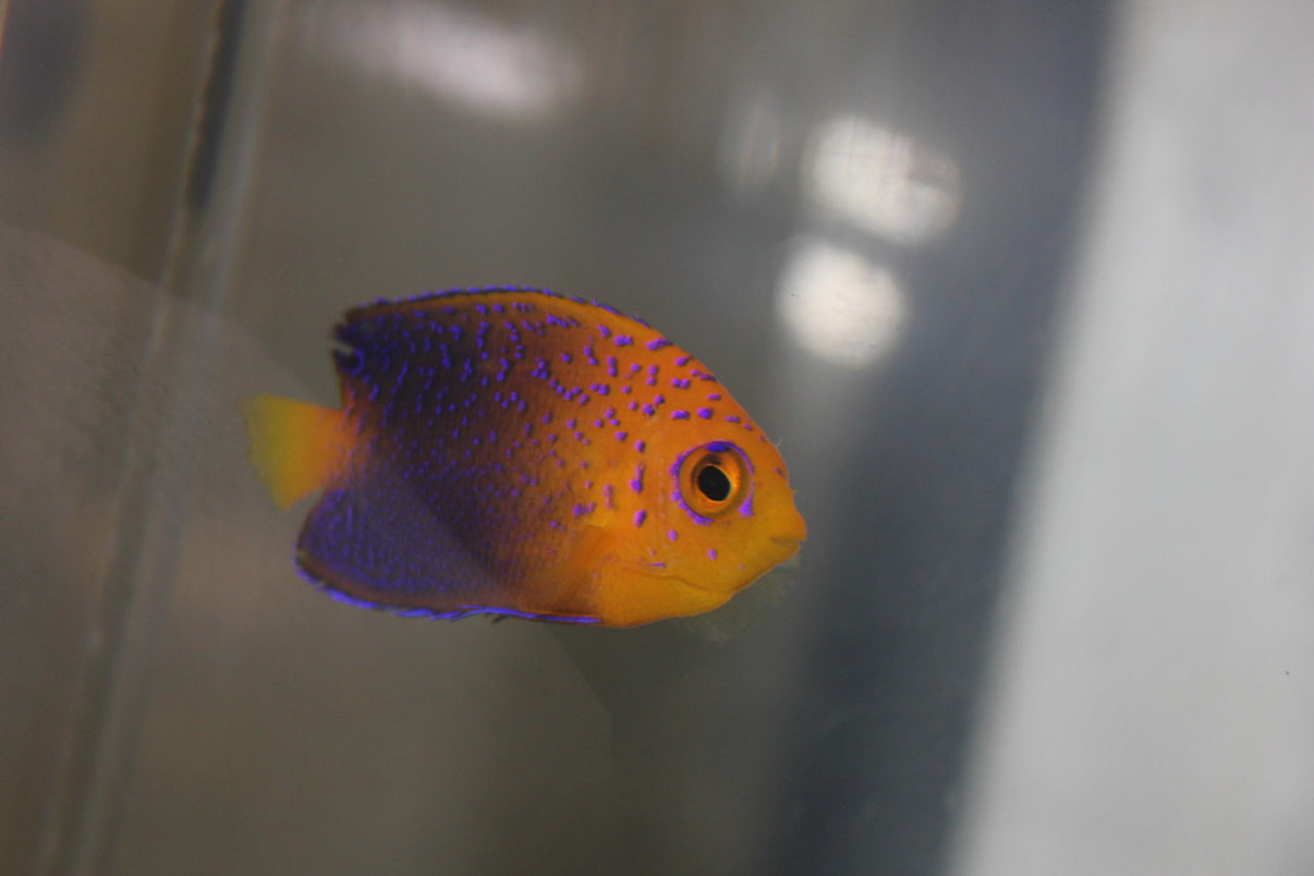 Interruptus Angel | Centropyge interruptus 1-2” (captive bred) – NYAquatic