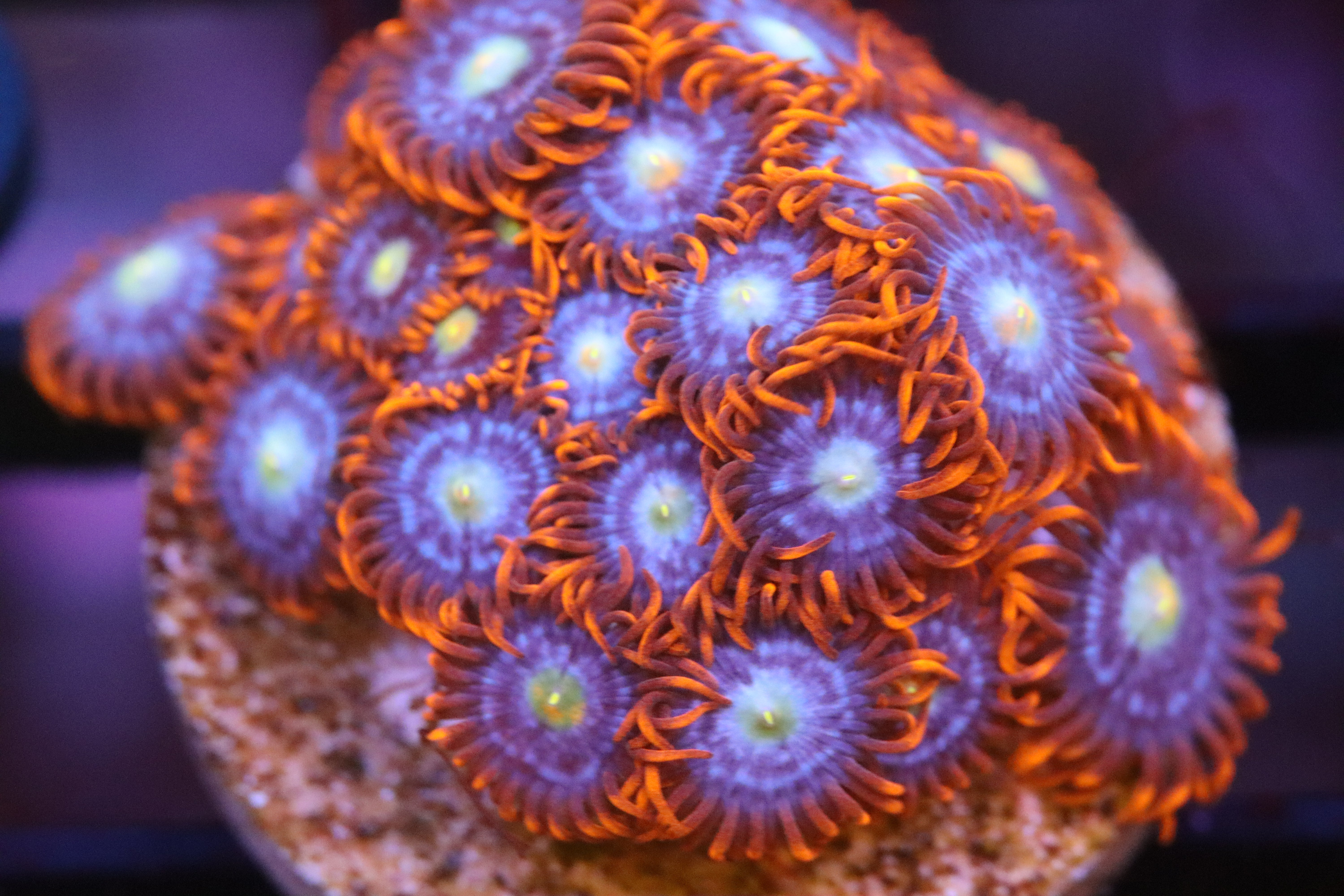 Pretty Zoa (A94) – NYAquatic