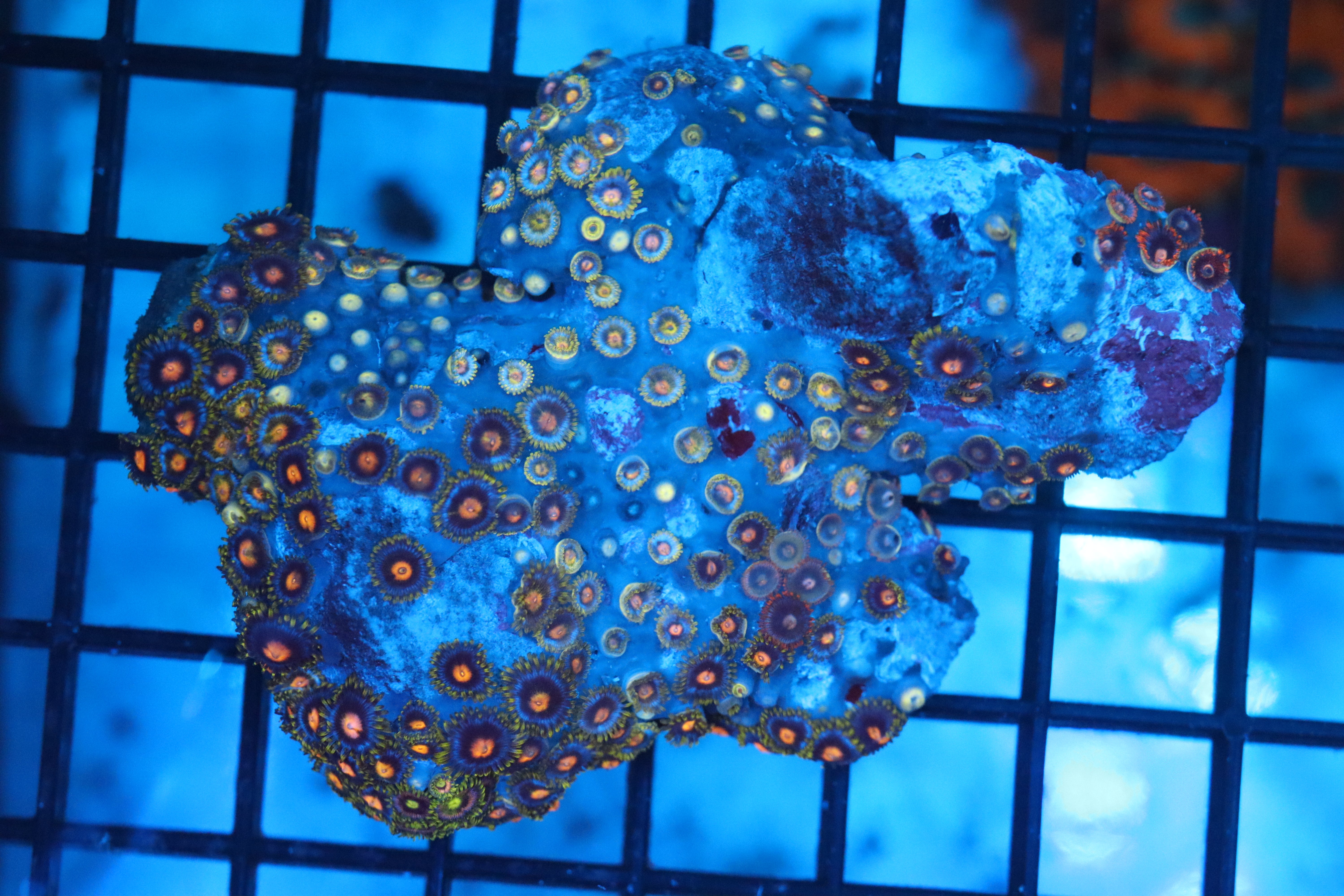 Zoa Colony on Live Rock (C35) – NYAquatic