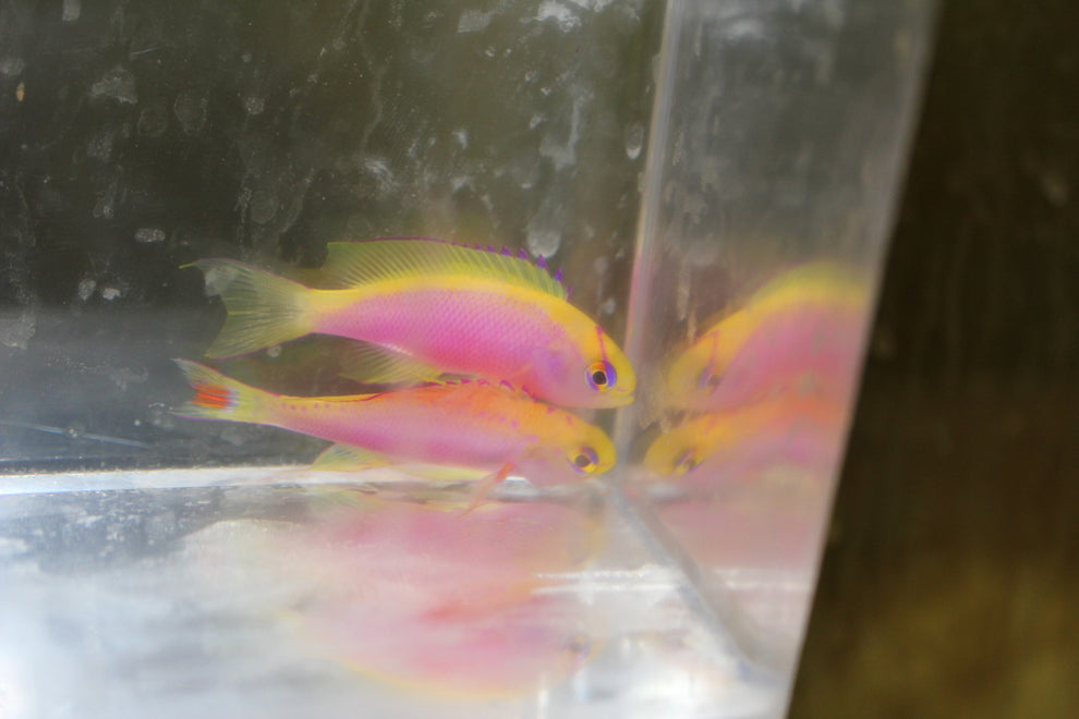 Ventralis Anthias (female) – NYAquatic