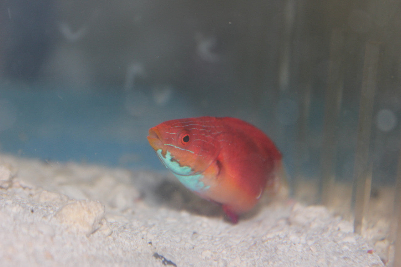 Sailfin (blue throat) Fairy Wrasse | CIRRHILABRUS CYANOGULARIS – NYAquatic