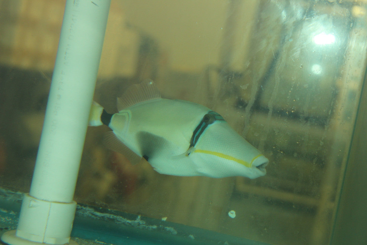 Lunula Trigger | Rhinecanthus lunula- (10-12” Australian) – NYAquatic
