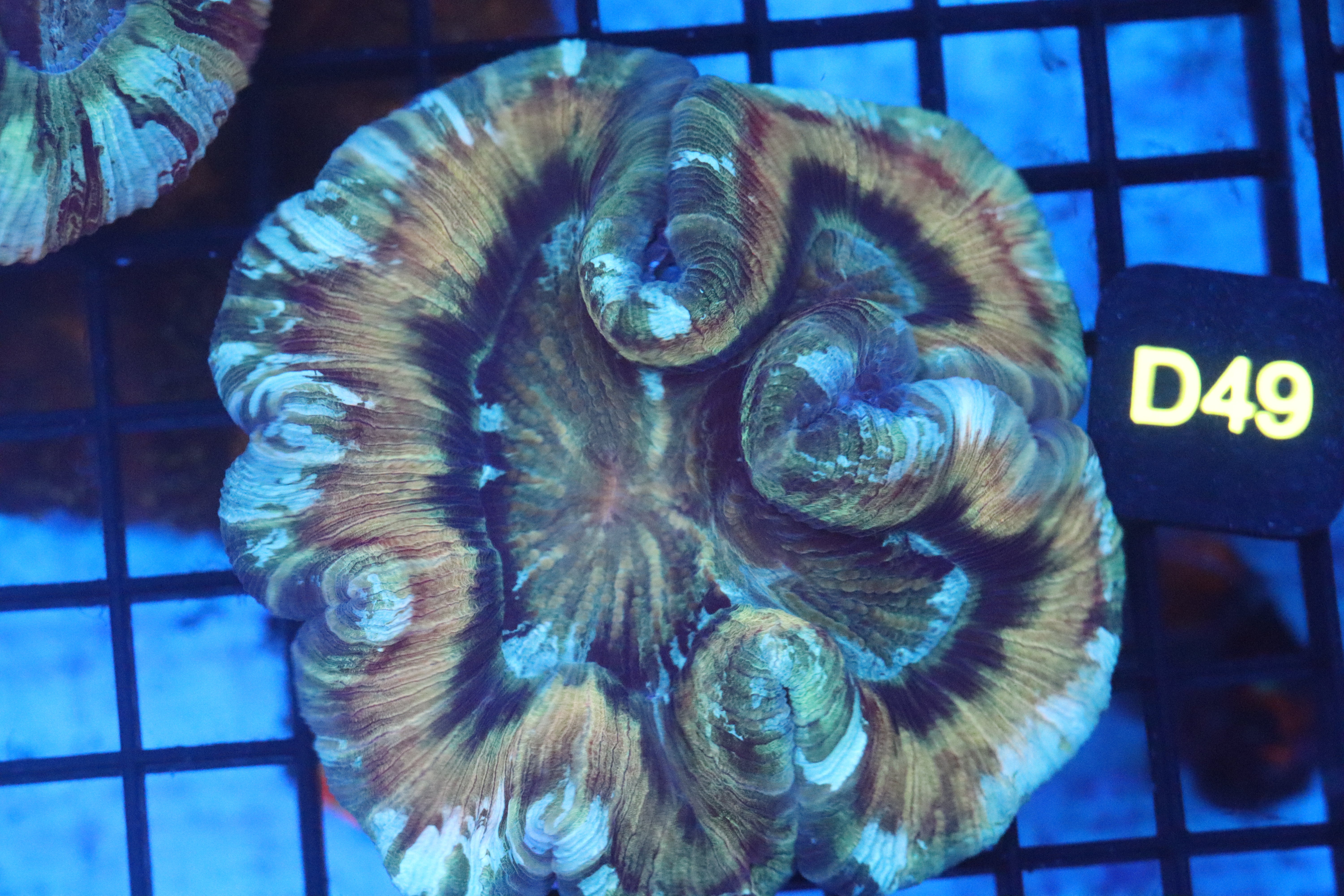 Ultra Trachy (D49) – NYAquatic