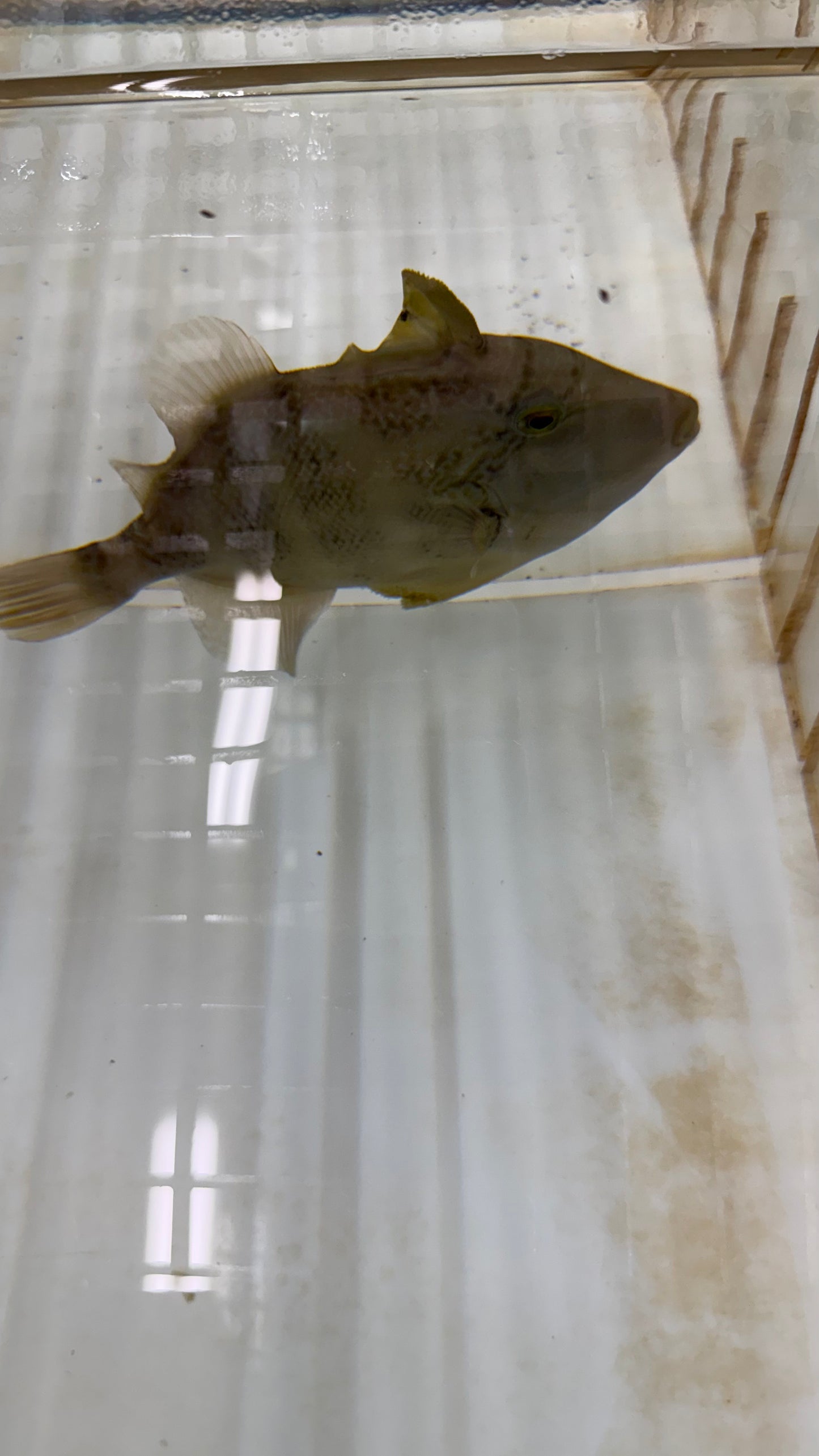 Golden Trigger (5") – NYAquatic