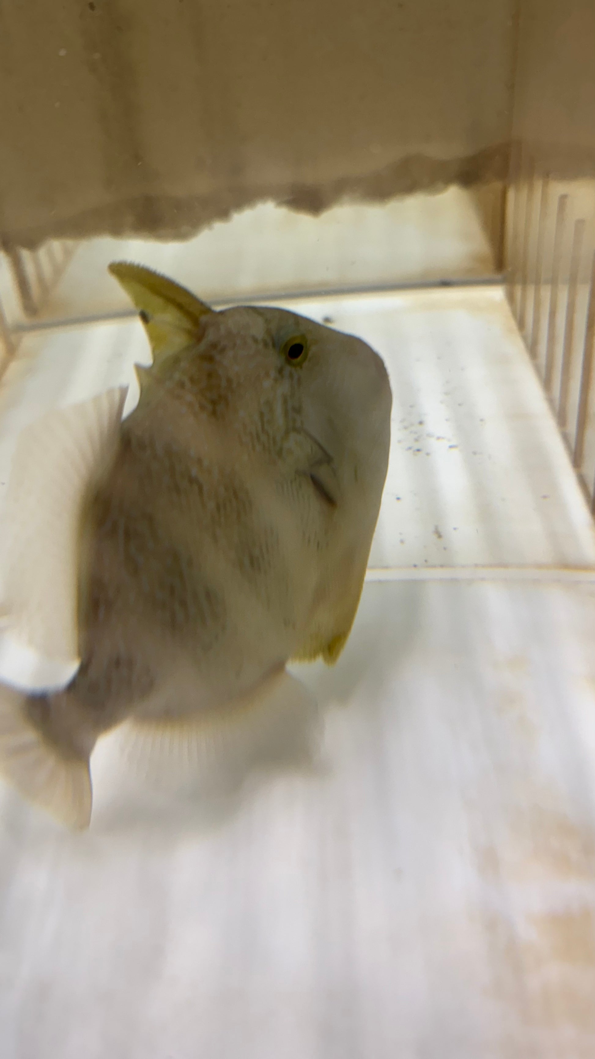 Golden Trigger (5") – NYAquatic