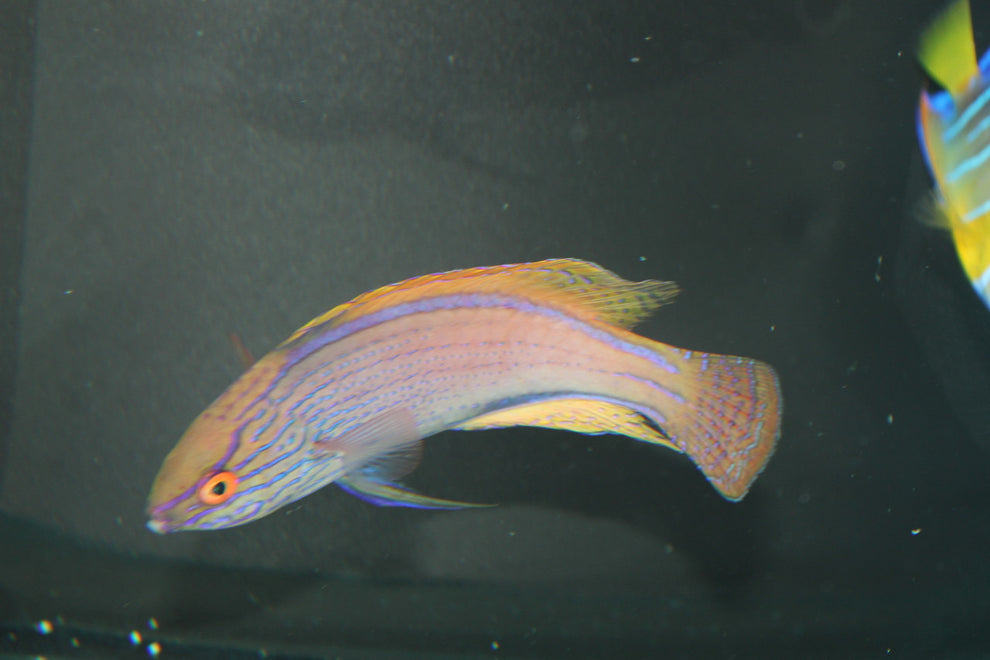 Lineatus Wrasse (Cirrhilabrus lineatus) 5"super male – NYAquatic