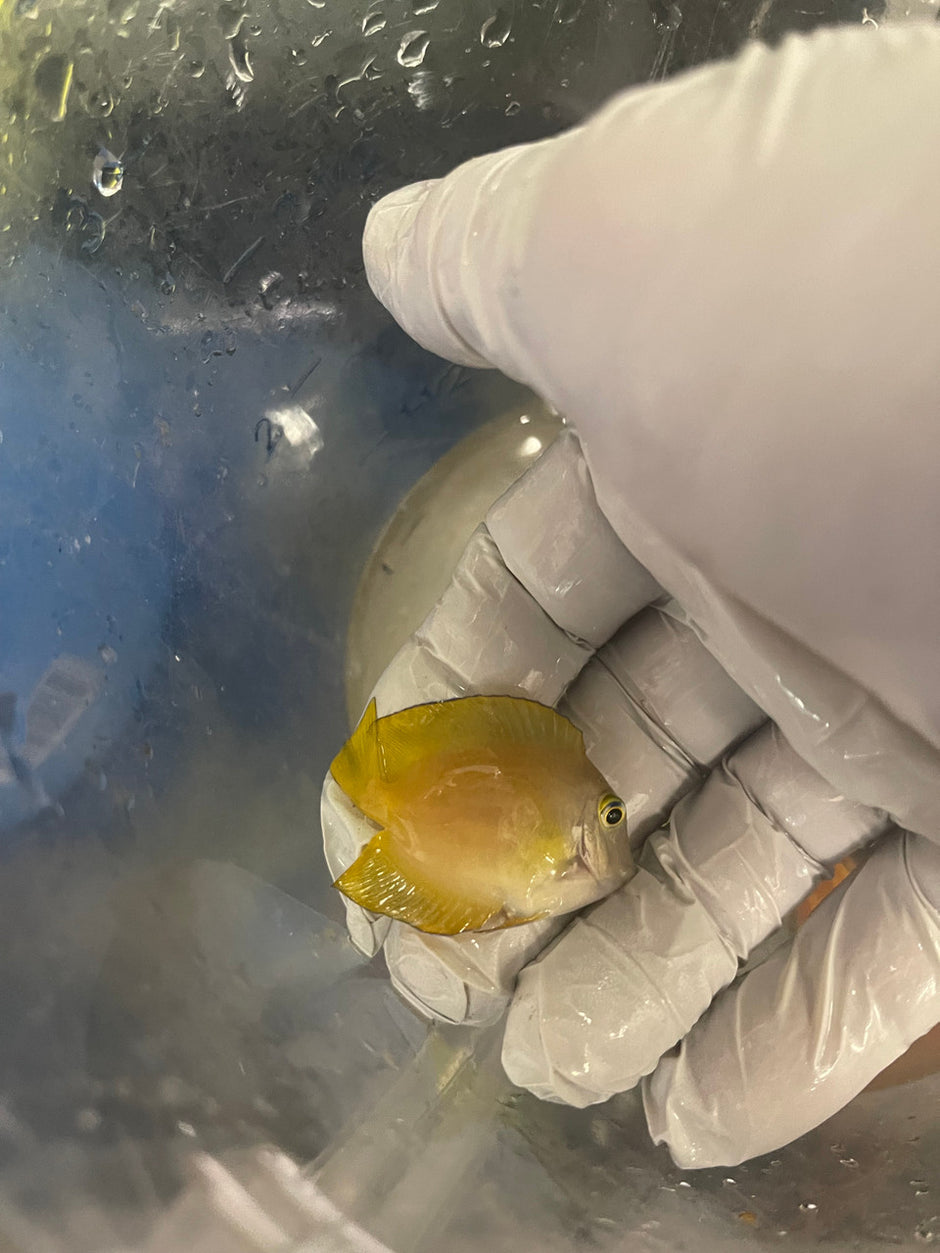 New Arrivals – NYAquatic