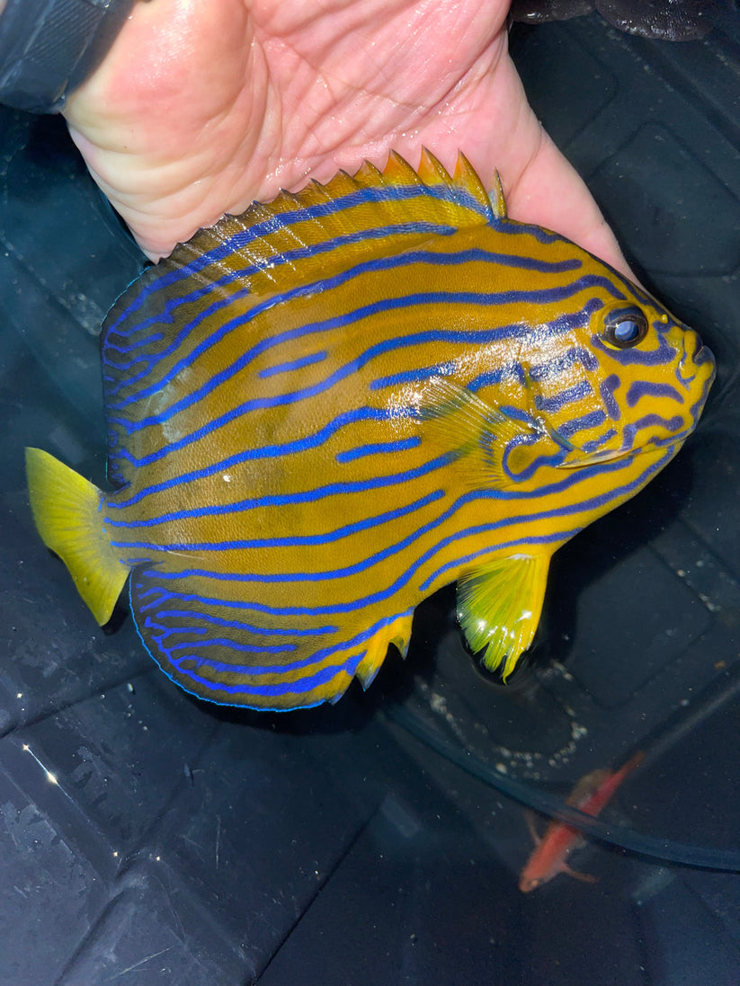 Japanese Blue Line Angel | Chaetodontoplus Septentrionalis (4-5 ...