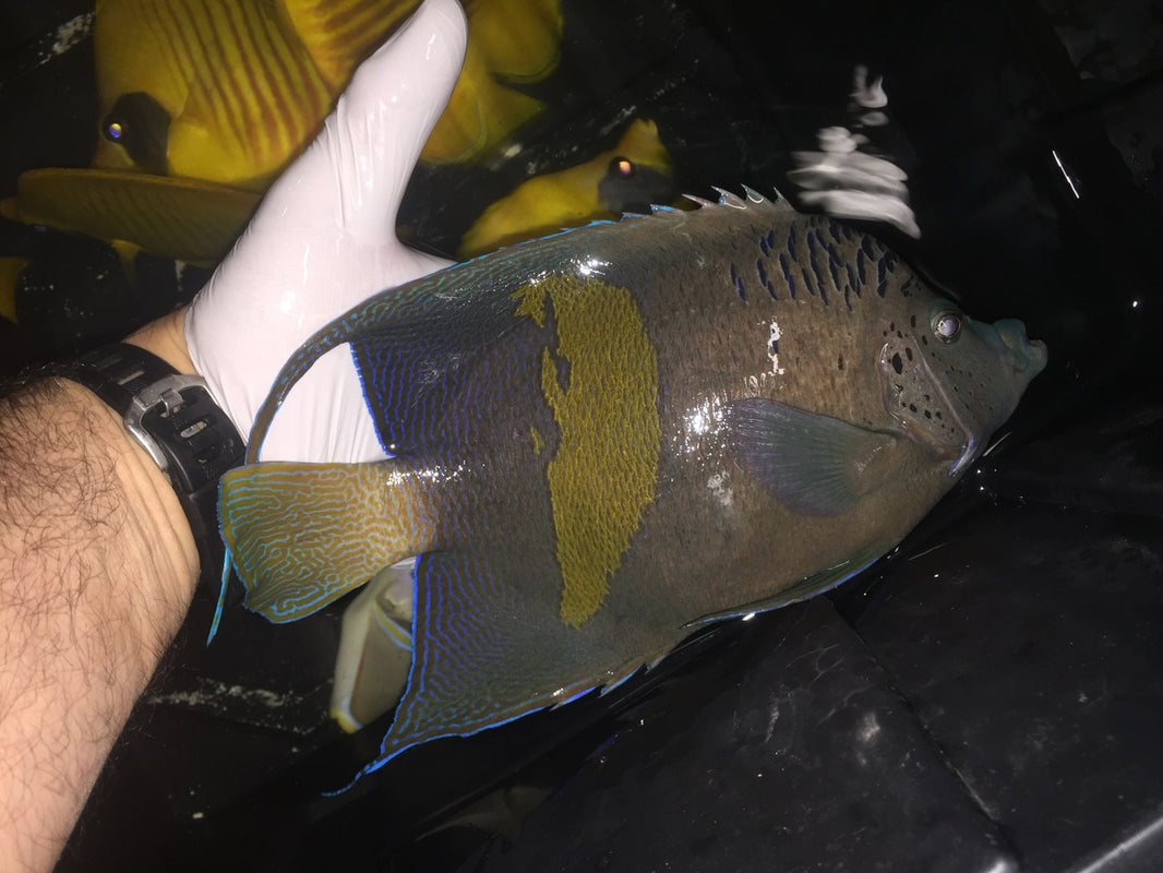 Large Marine Angelfish for Sale – NYAquatic