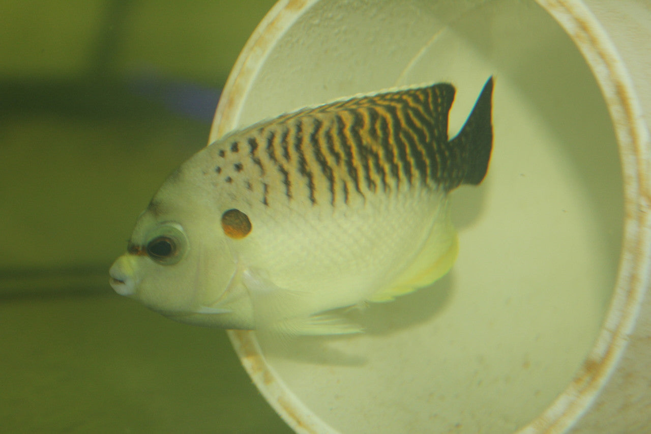Tiger Angelfish Pair (3"/4”) (Apolemichthys kingi ) – NYAquatic