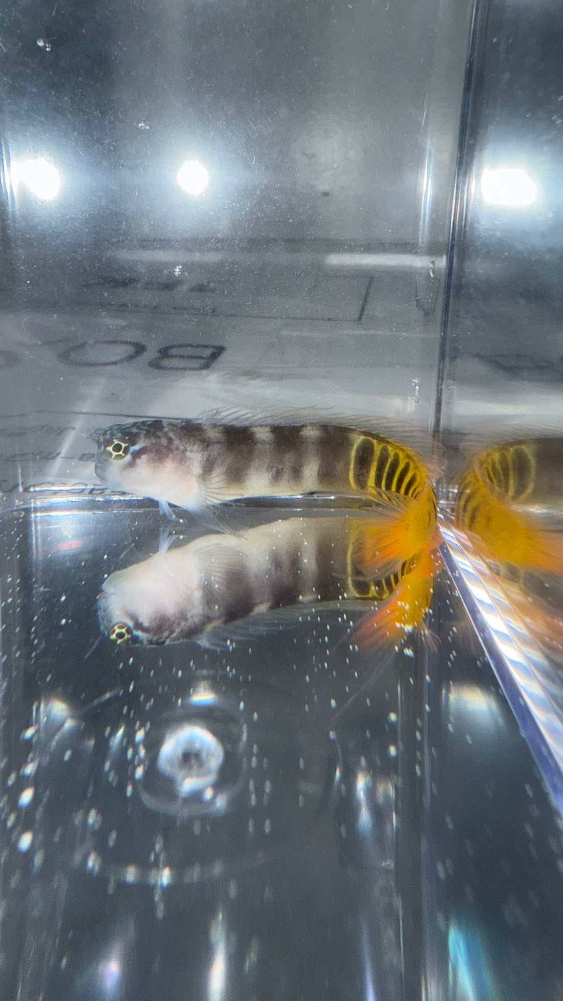 Oman Gulf Blenny | ecsenius pulcher – NYAquatic
