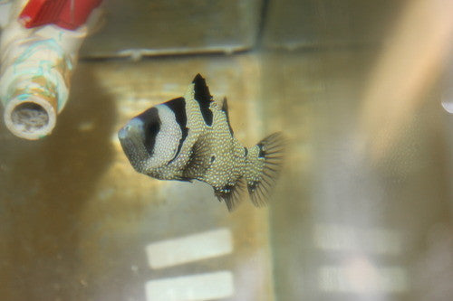 Clown Grouper (5-6") – NYAquatic