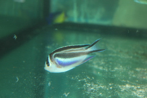 2 Bellus Angel-Female (3-4") – NYAquatic
