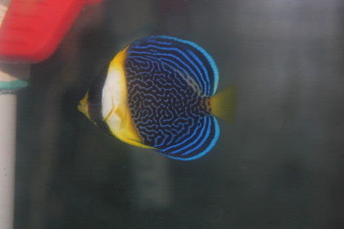 Scribbled Angel (1-1/2") – NYAquatic