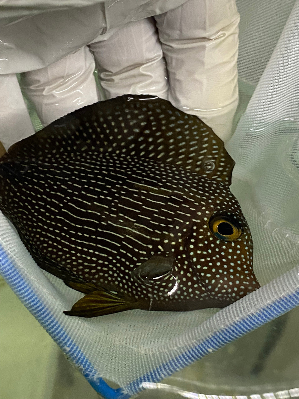 Barcode Gem Tang (3") | Zebrasoma gemmatum – NYAquatic