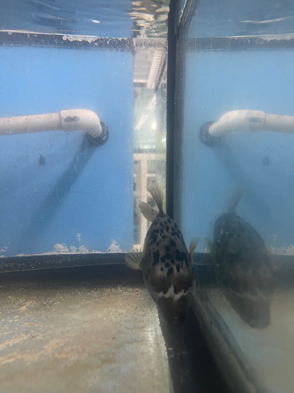 Dalmation (speckled) Dog Face Puffer (4")-#1 – NYAquatic