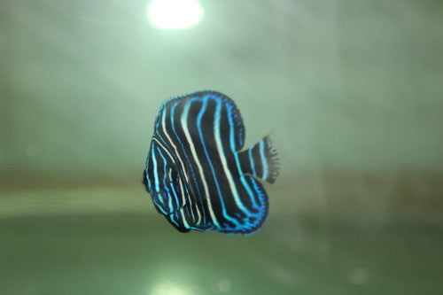 Chrysurus Angel - 2-3" Juvenile – NYAquatic