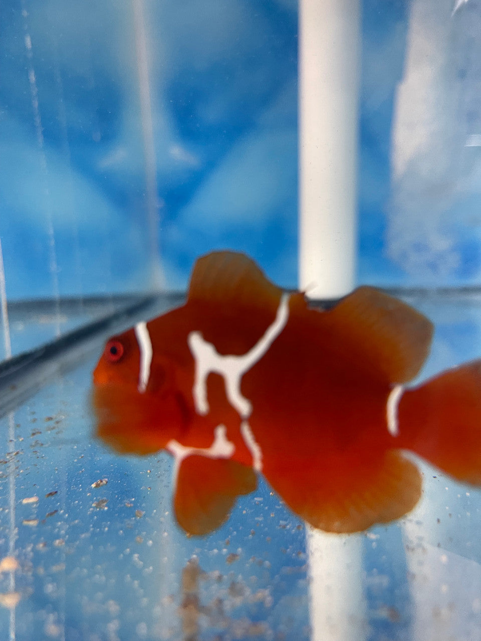 Lightning Maroon Clownfish (2-4 cm) PAIR – NYAquatic