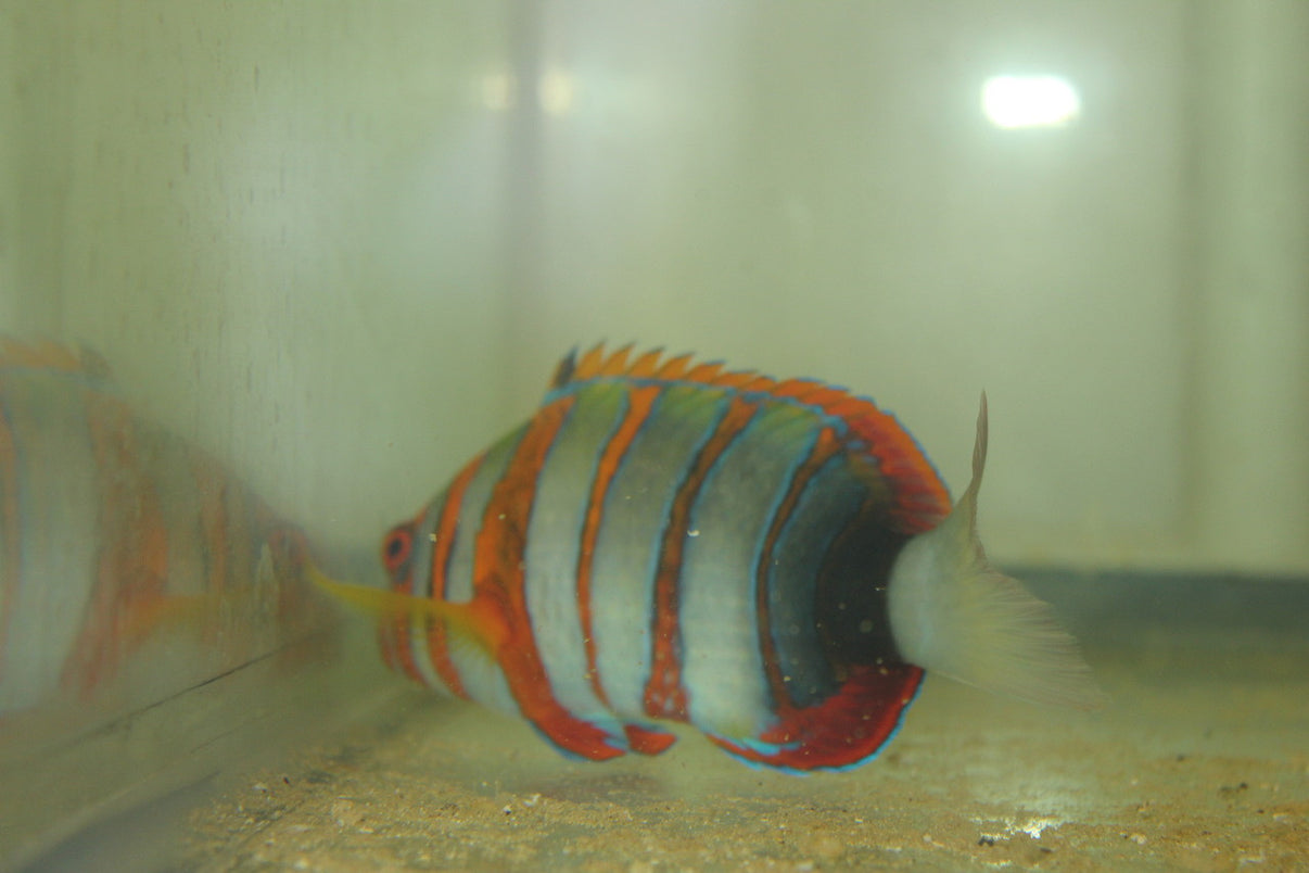 Harlequin Tusk (Australia) 5” – NYAquatic