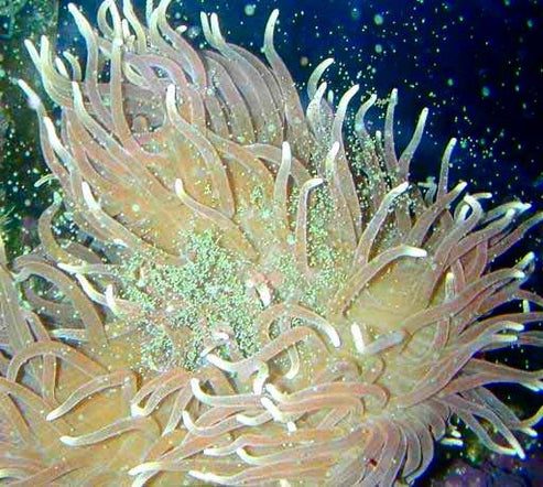 Purple Tip Sebae Anemone – NYAquatic