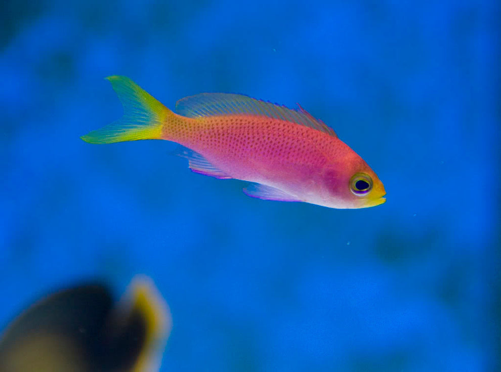 Male Resplendent Anthias (Pseudanthias pulcherrimus) – NYAquatic