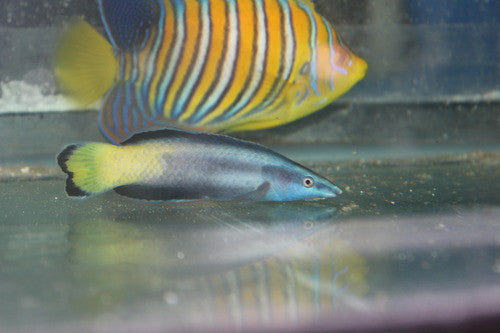 Multicolofr Cleaner Wrasse – NYAquatic