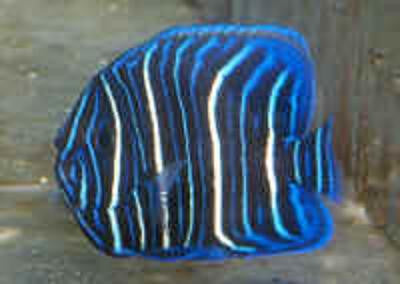 Blue Face Angel-Juv (2-3") – NYAquatic