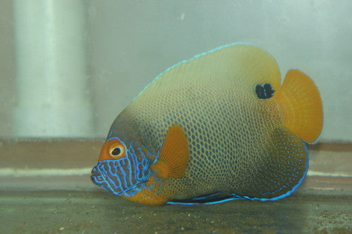 Blue Face Angel-(3" adult) – NYAquatic