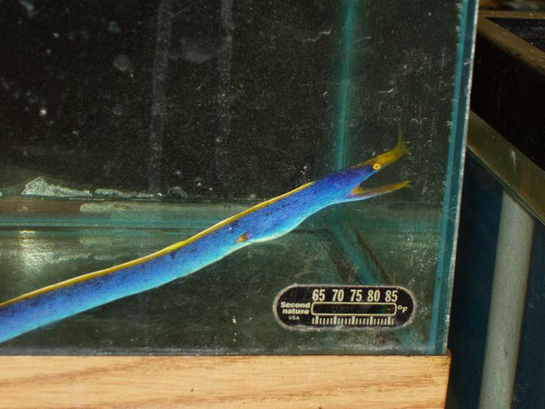 Blue Ribbon Eel – NYAquatic
