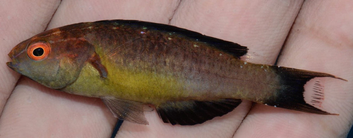 Brunneus Fairy Wrasse (Cirrhilabrus brunneus) – NYAquatic
