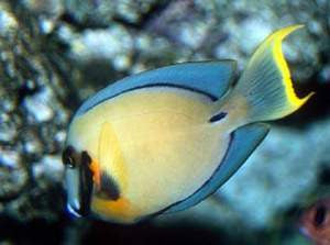 Chocolate Tang (4-5") – NYAquatic