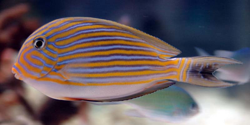 Clown Tang (2-3") – NYAquatic