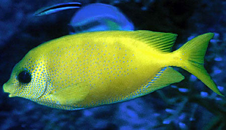Blue Spotted (Coral) Rabbitfish-4-5" – NYAquatic