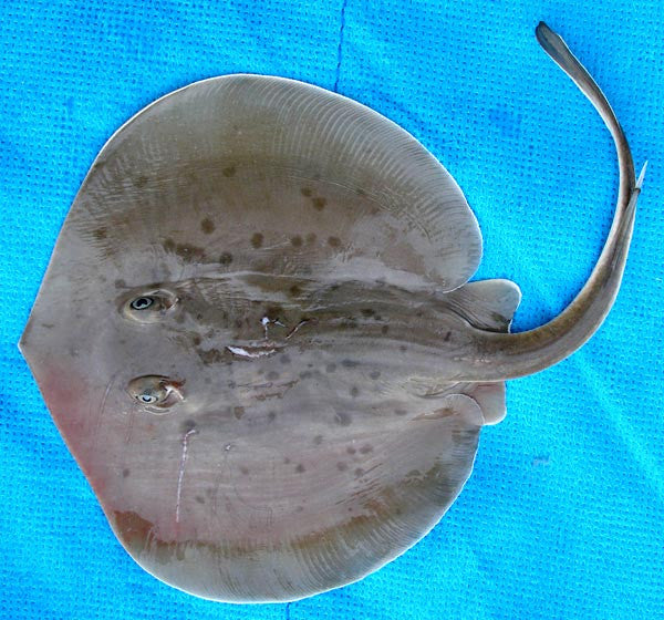 Cortez Round Stingray – NYAquatic
