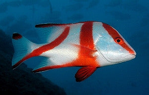 Red Emperor Snapper-3” – NYAquatic