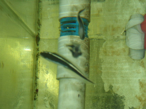 Engineer Gobies (4-5") – NYAquatic