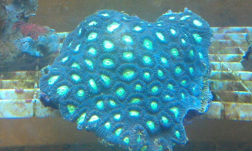 Brain Coral, Favites (Neon Green) – NYAquatic