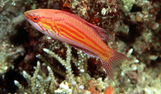 Filamented Flasher Wrasse – NYAquatic
