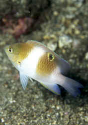 Honey Breast Damsel – NYAquatic