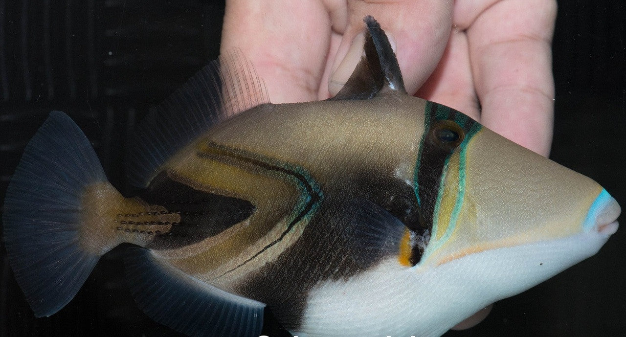 Hybrid Trigger | Rhinecanthus Aculeatus/Rectangulus – NYAquatic