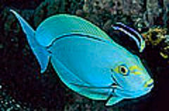 Mata Tang-(4”) – NYAquatic