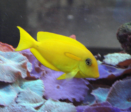 Orange Shoulder Tang (juv 2") – NYAquatic