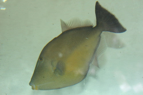 Orange Sided (Cortez) Triggerfish-(4-6") – NYAquatic