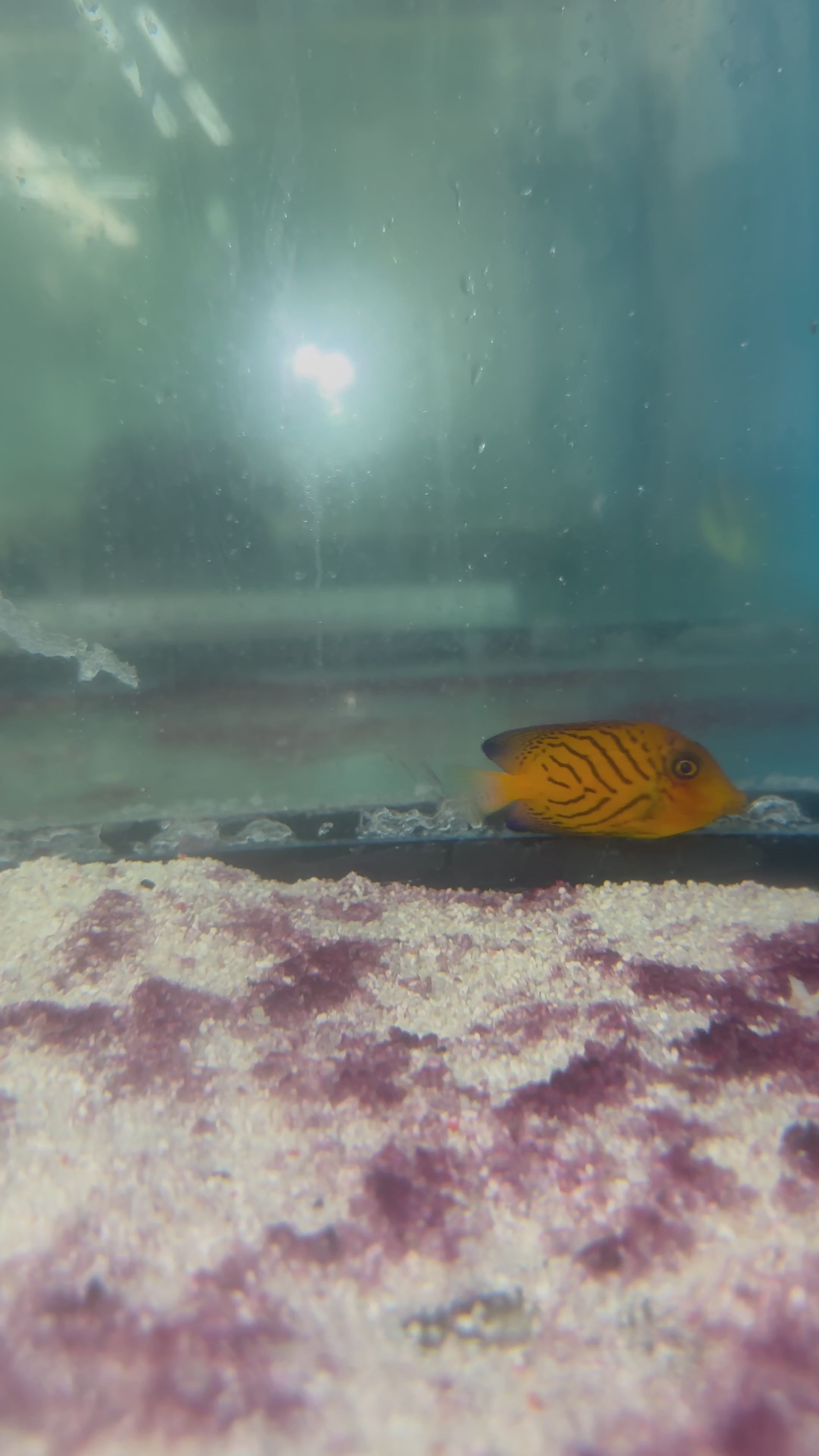 Juvenile Chevron Tang 1.5” – NYAquatic