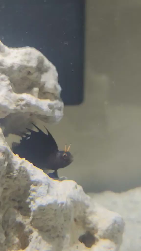 Gulf Signal Blenny PAIR | Emblemaria hypacanthus – NYAquatic